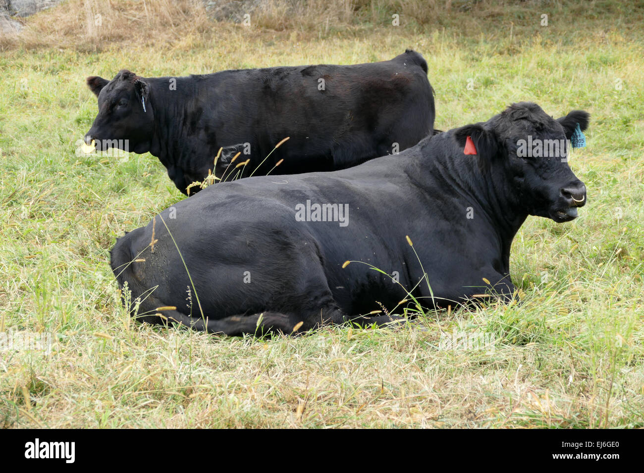 Simmental beef cattle herd lying in farmer's field Stock Photo - Alamy