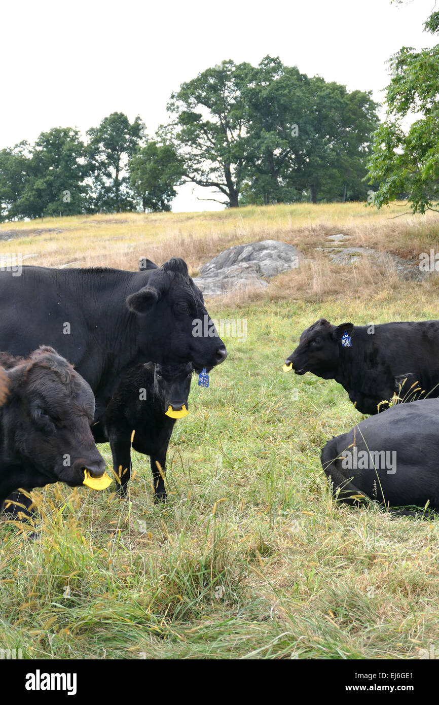 Simmental beef cattle herd lying in farmer's field Stock Photo - Alamy