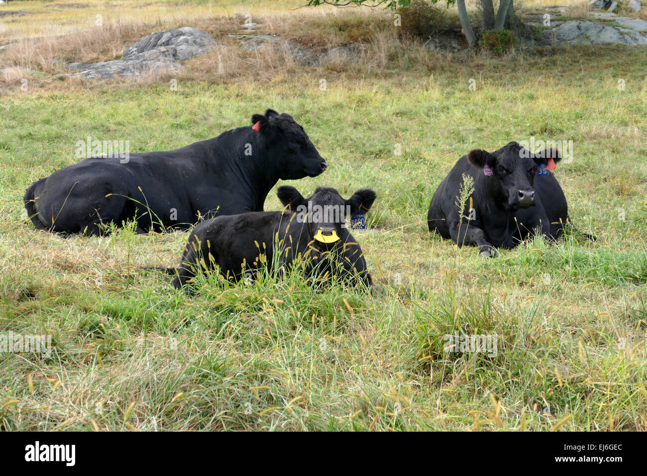 Simmental beef cattle herd lying in farmer's field Stock Photo - Alamy