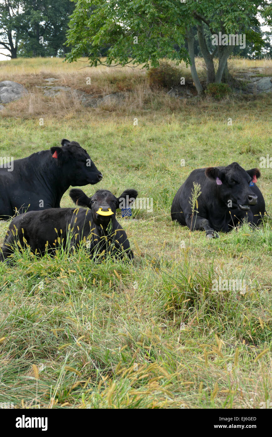 Simmental beef cattle herd lying in farmer's field Stock Photo - Alamy