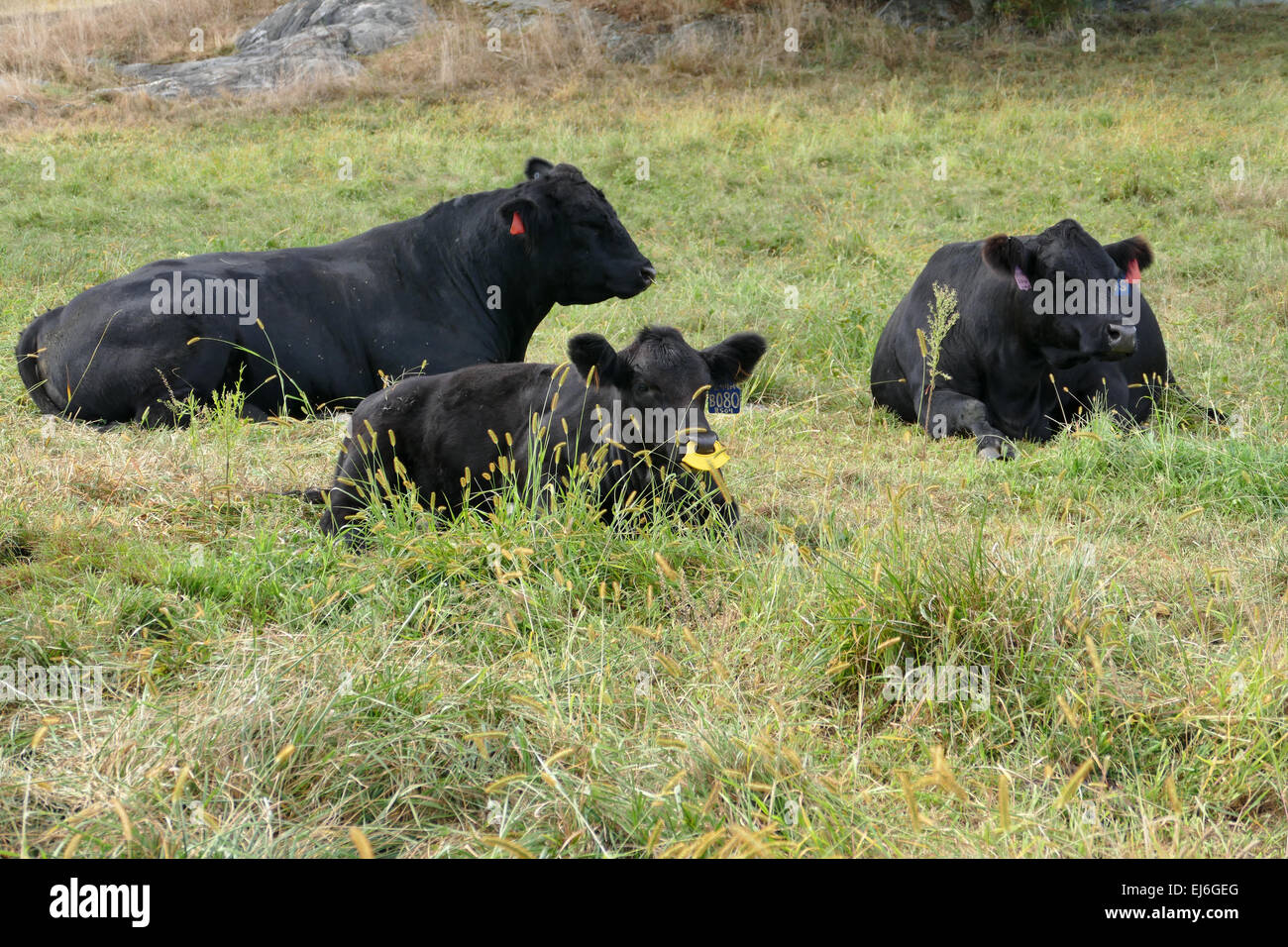 Simmental beef cattle herd lying in farmer's field Stock Photo - Alamy