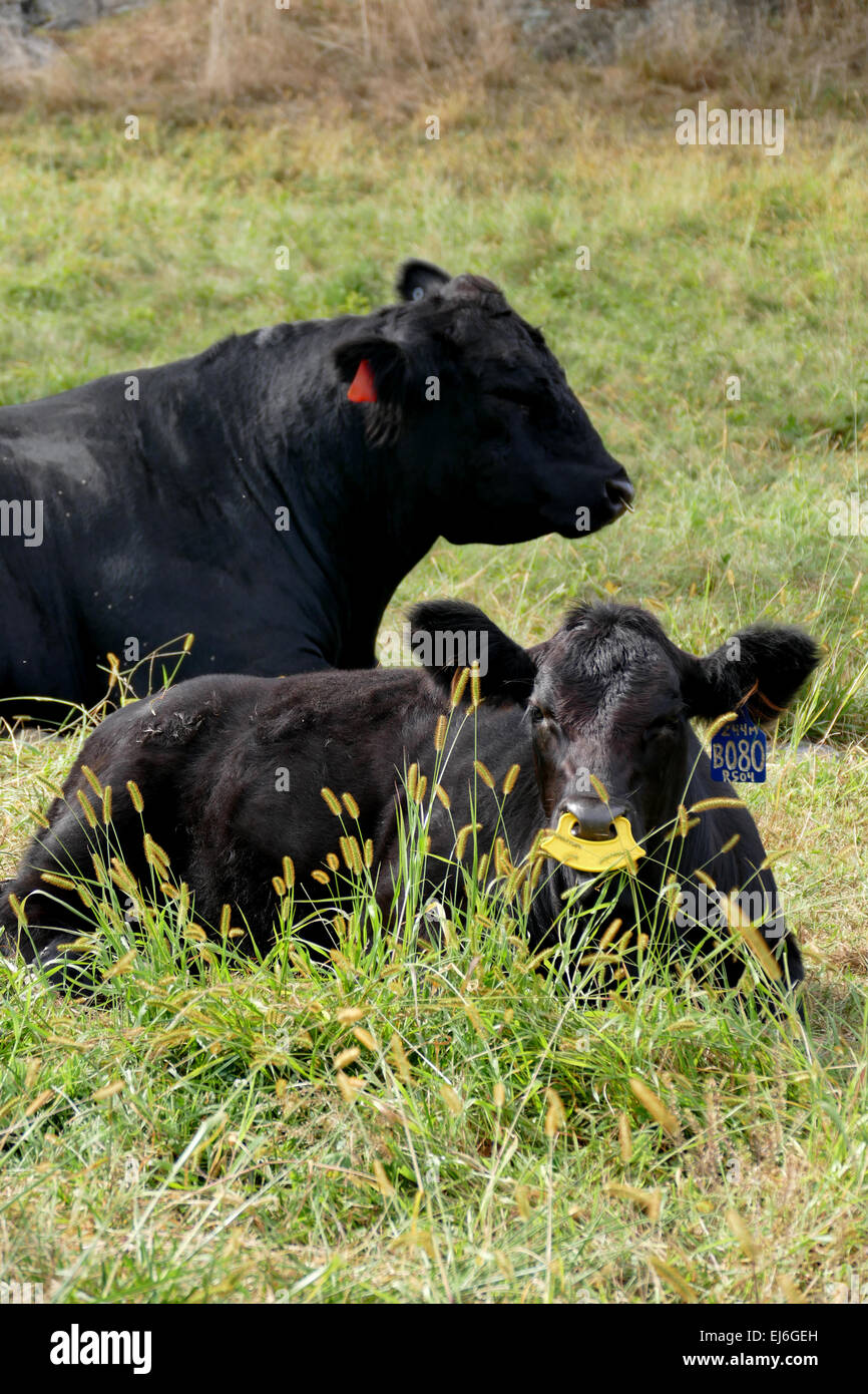 Simmental beef cattle herd lying in farmer's field Stock Photo - Alamy