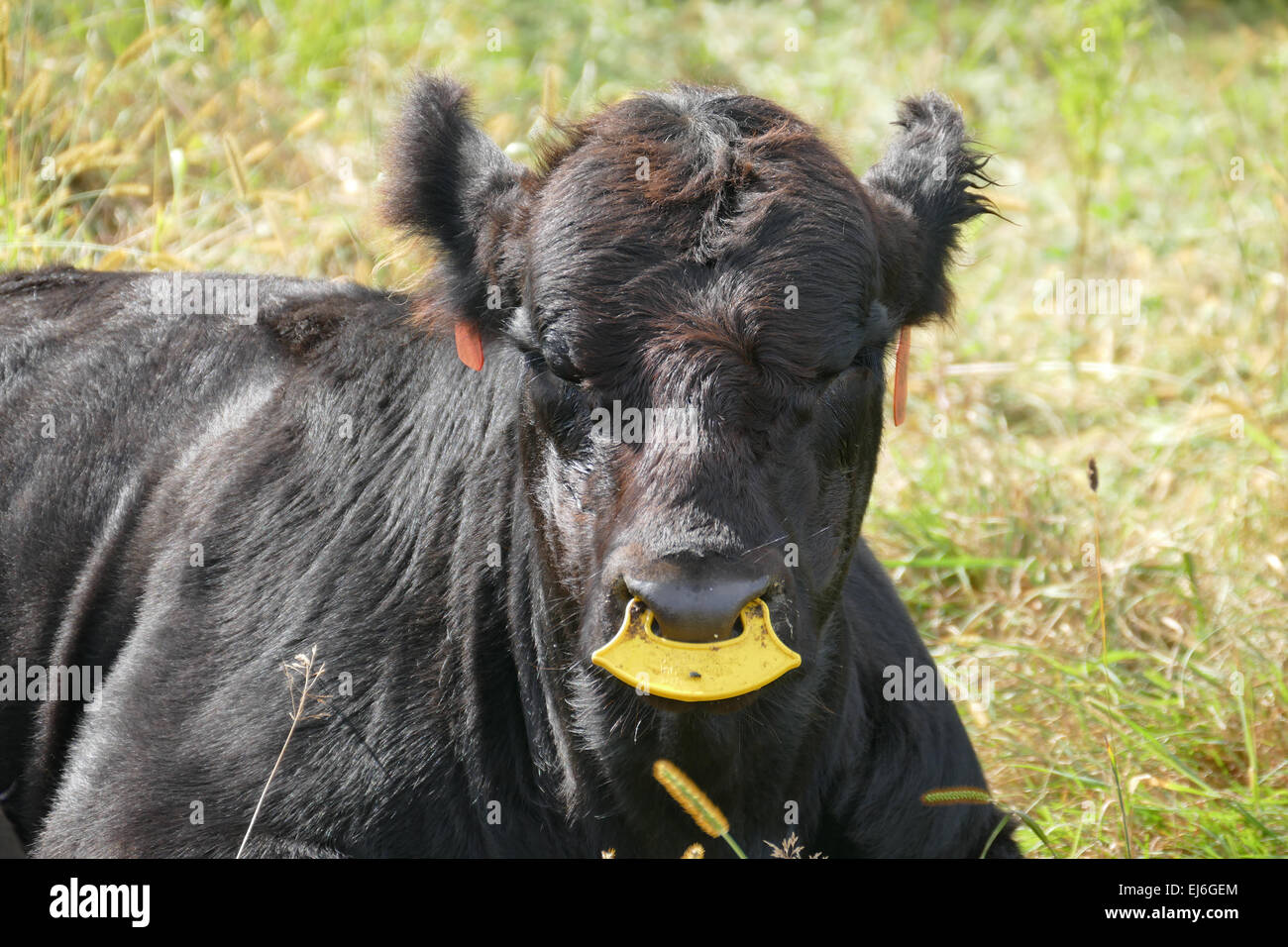 Portrait bull simmental cattle hi-res stock photography and images - Alamy