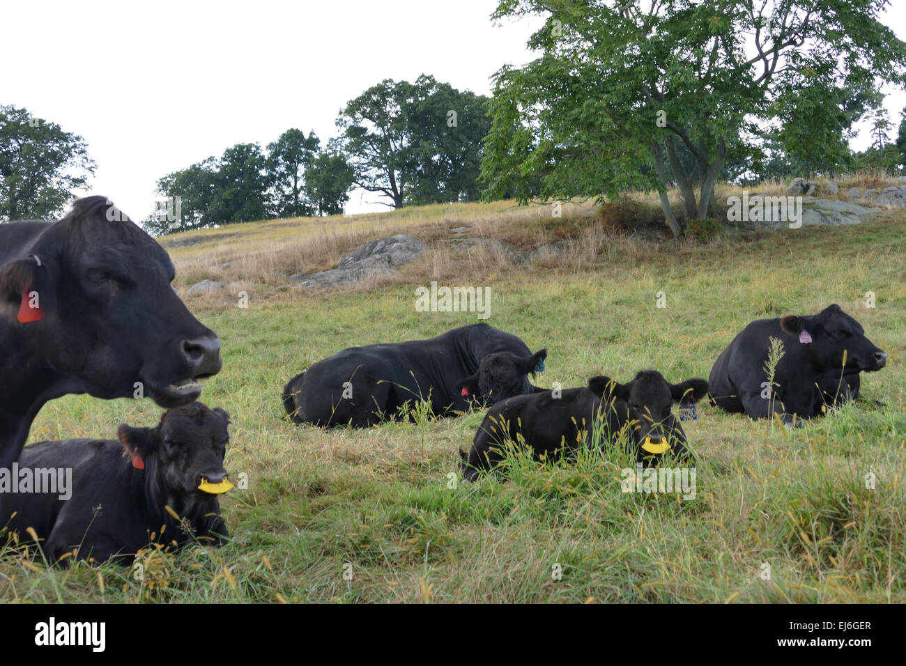 Simmental beef cattle herd lying in farmer's field Stock Photo - Alamy