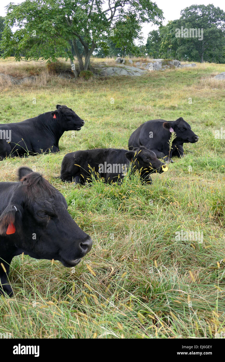 Simmental beef cattle herd lying in farmer's field Stock Photo - Alamy