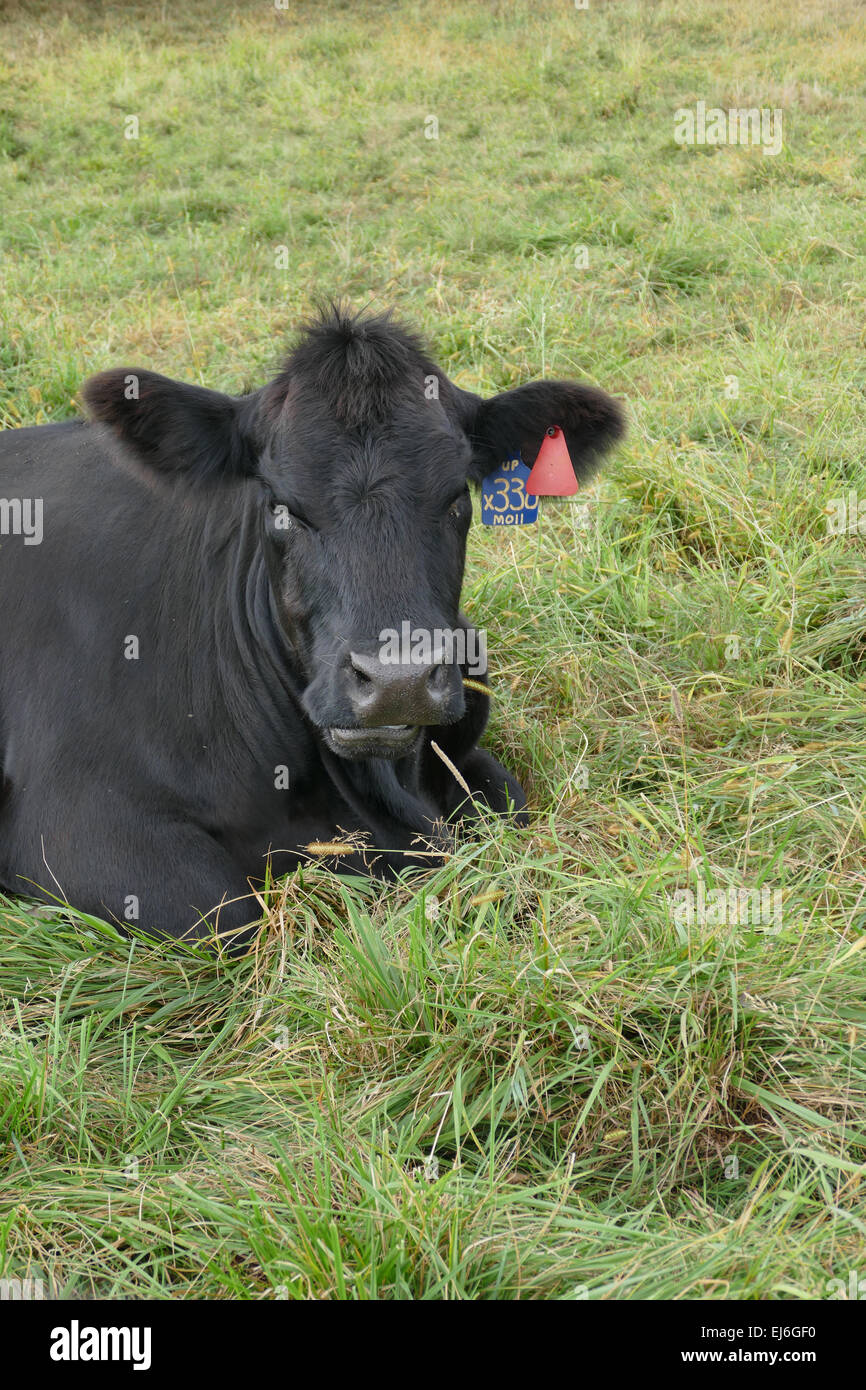 Simmental beef cattle, portrait Stock Photo - Alamy