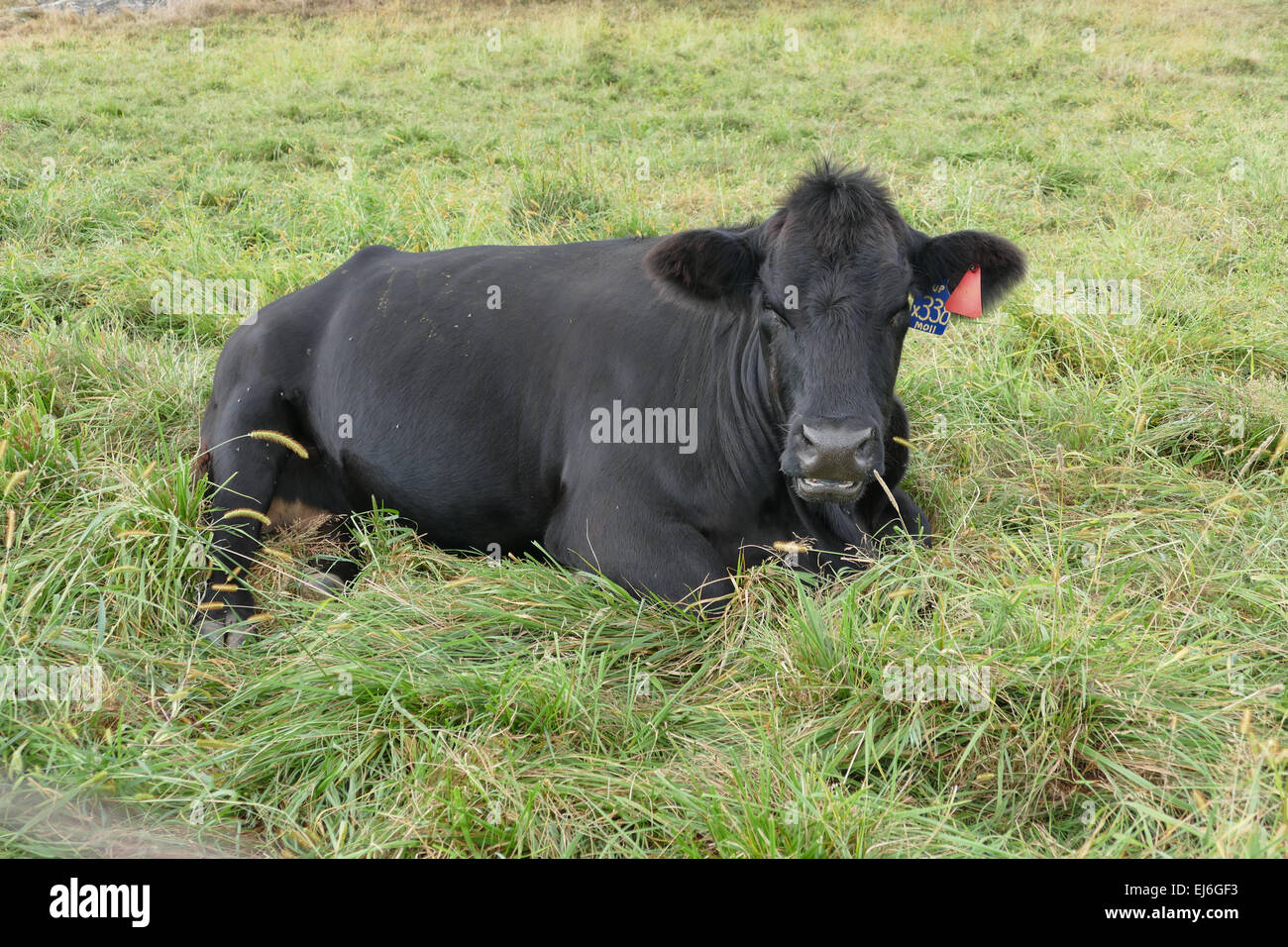 Simmental beef cattle, portrait Stock Photo - Alamy