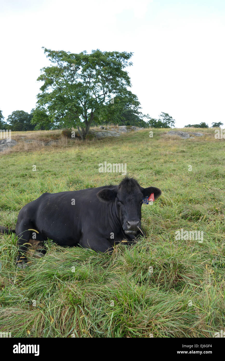 Simmental beef cattle, portrait Stock Photo - Alamy