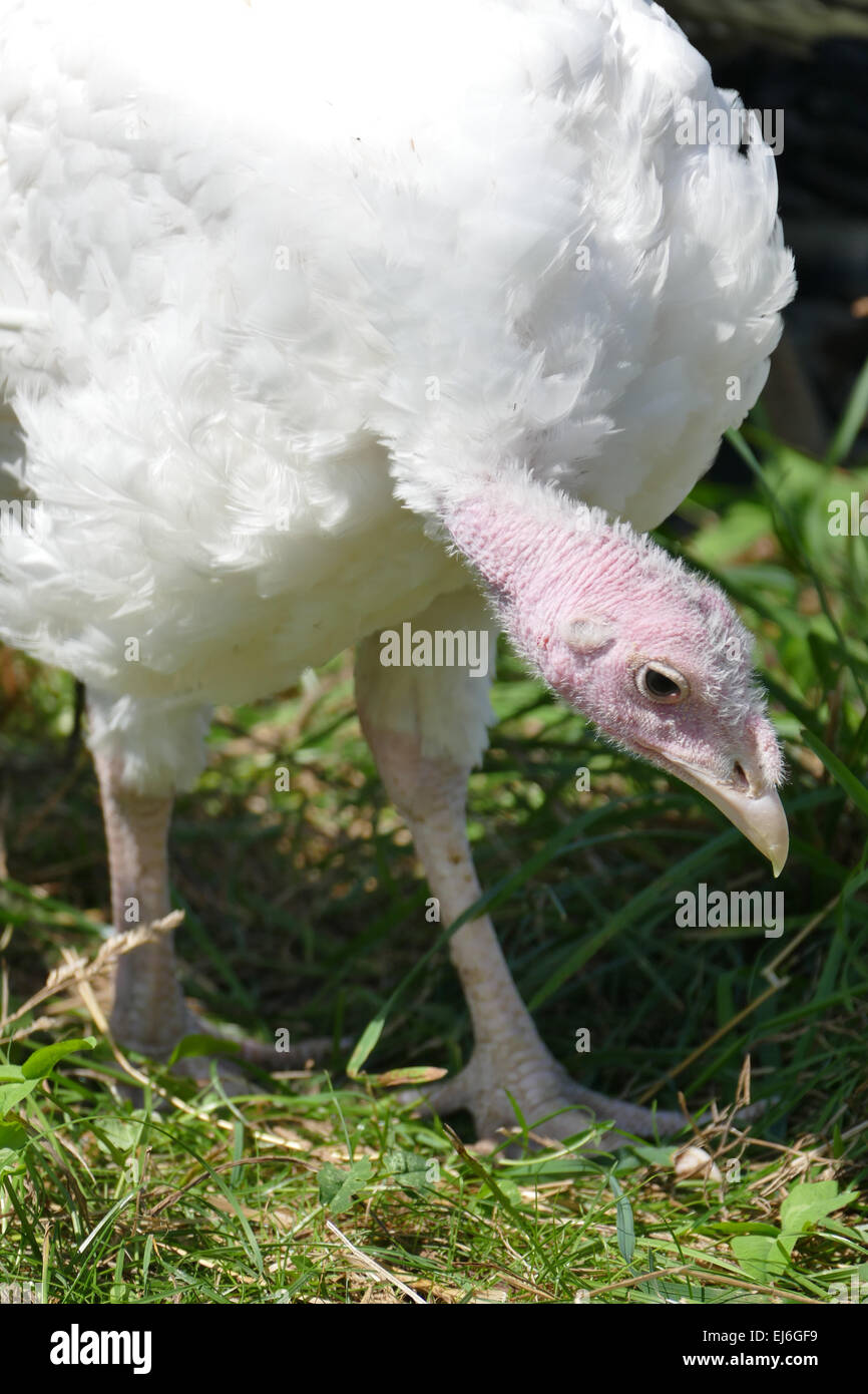 Young white turkey on farm Stock Photo - Alamy