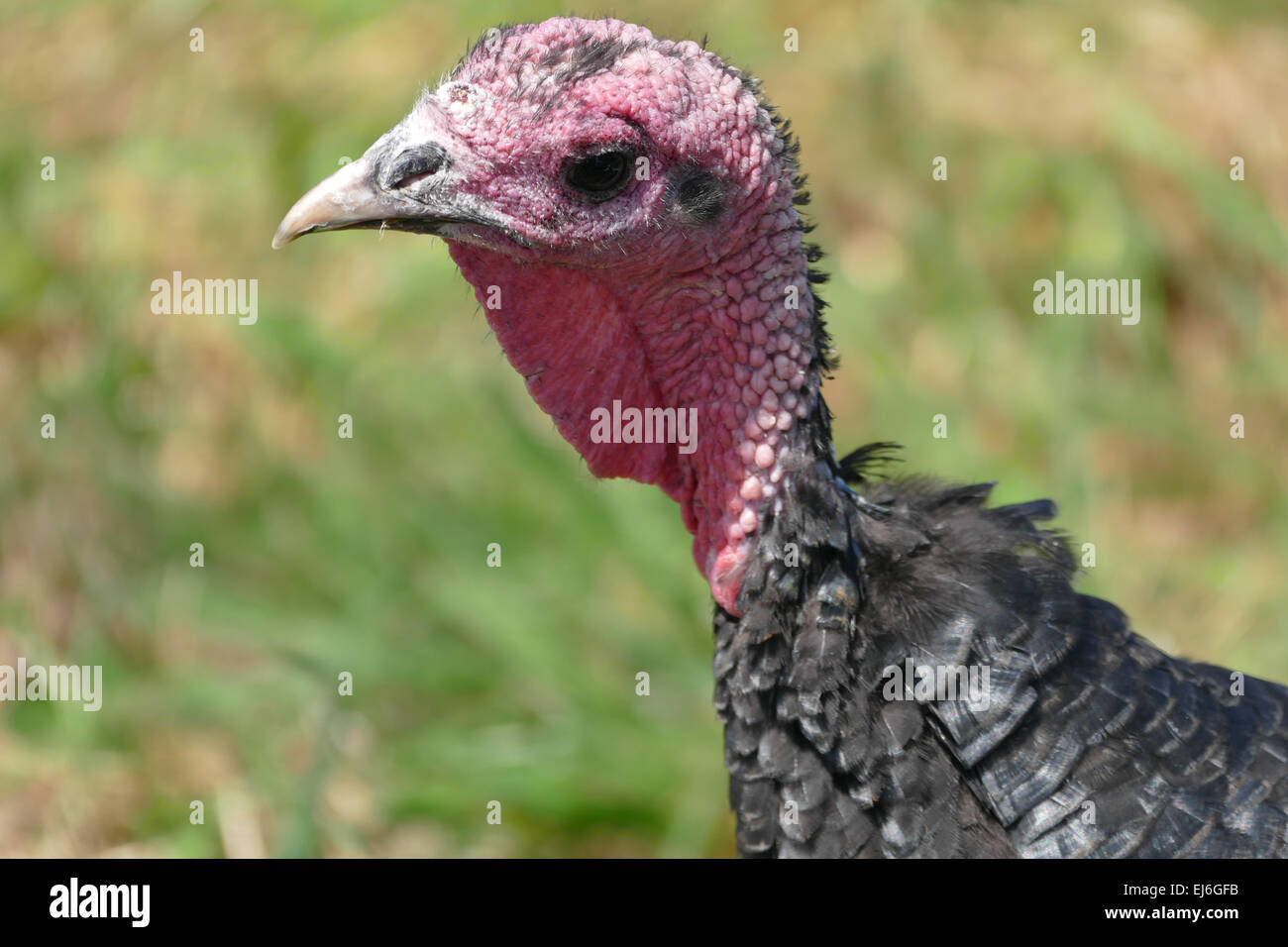Close up of turkey in profile on farm Stock Photo - Alamy