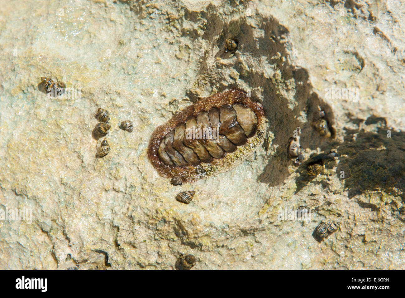 Macro beach detail hi-res stock photography and images - Alamy