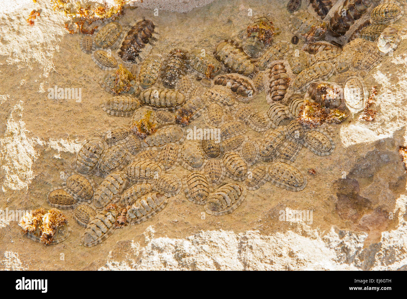 Macro Beach Detail Stock Photo - Alamy