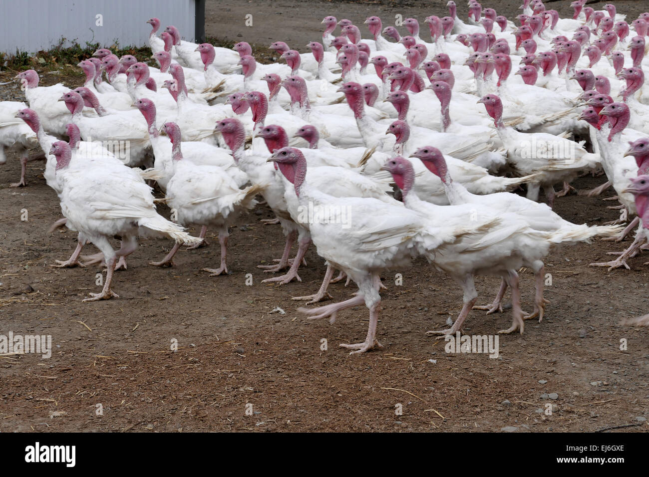Flock of adult turkeys on farm Stock Photo - Alamy