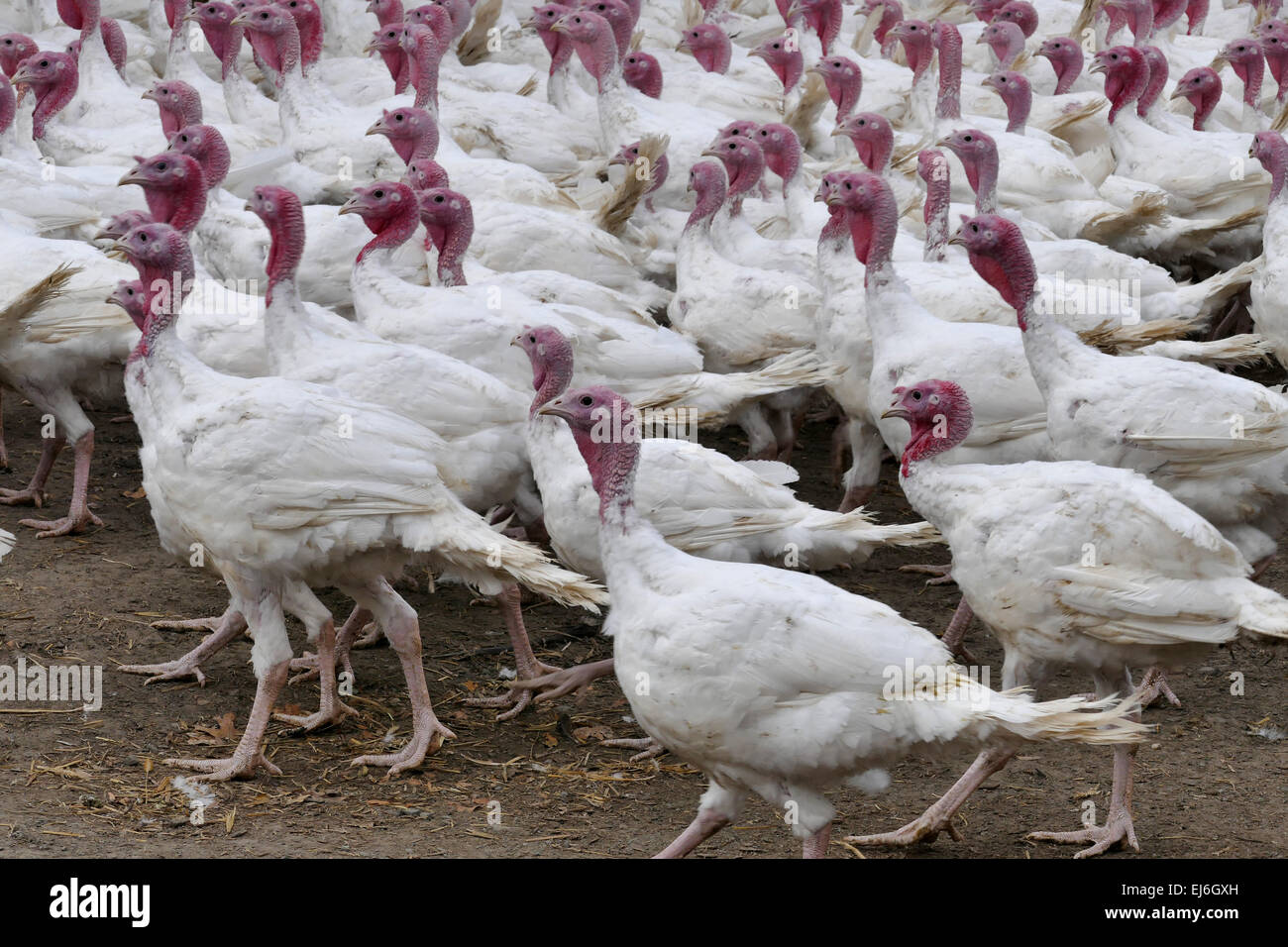 Flock of adult turkeys on farm Stock Photo - Alamy
