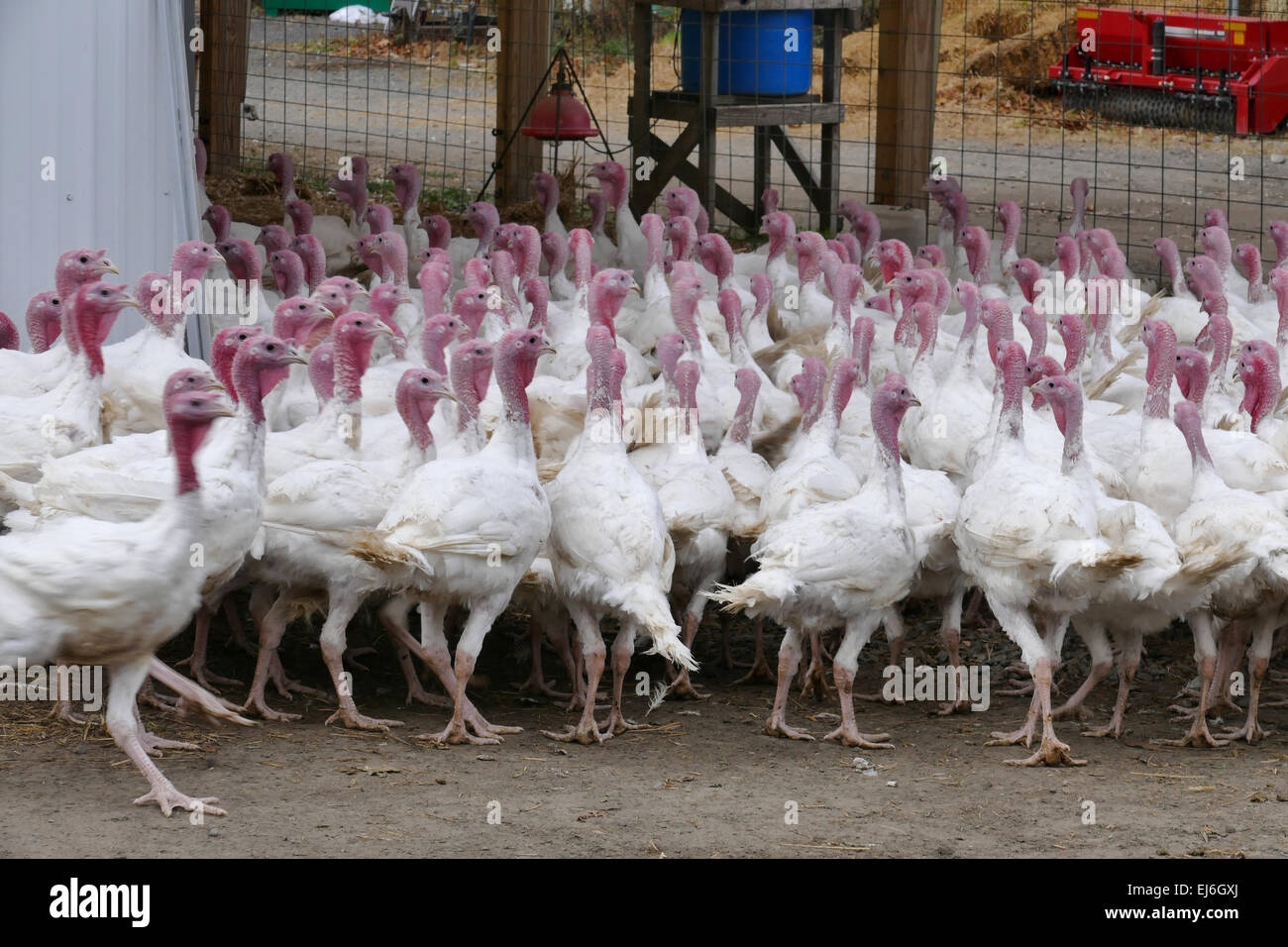 Flock of adult turkeys on farm Stock Photo - Alamy