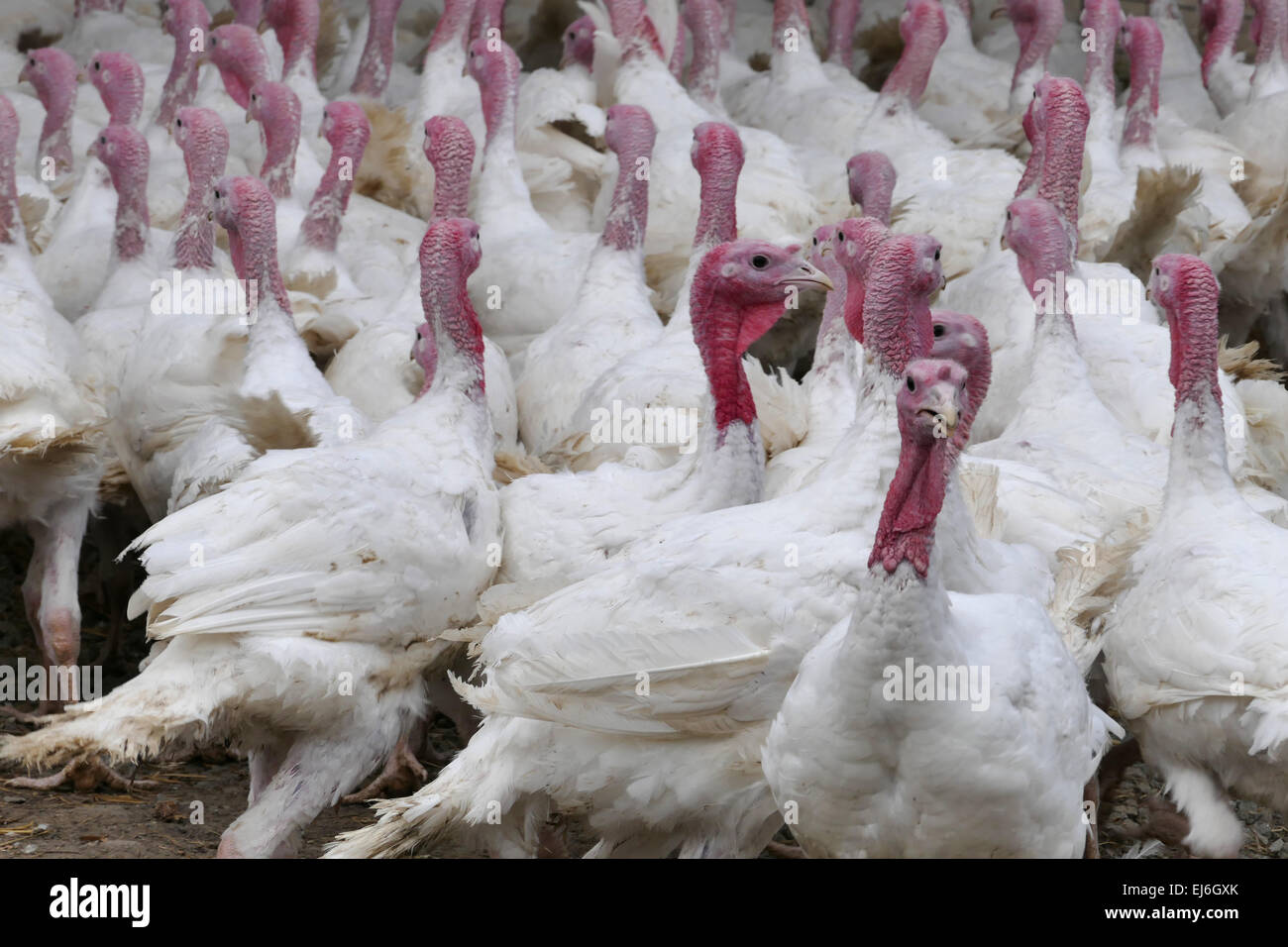Flock of adult turkeys on farm Stock Photo - Alamy