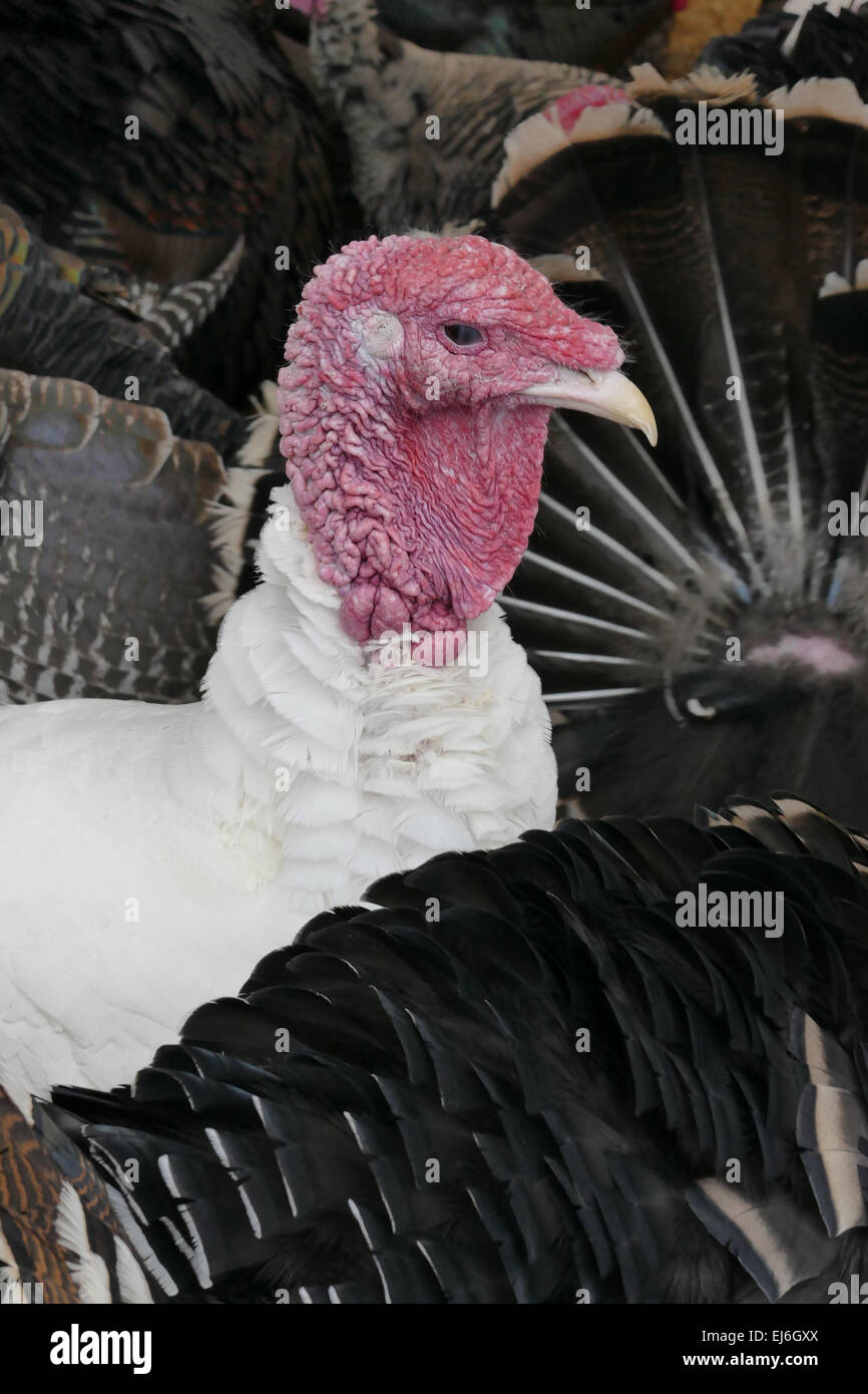 Flock of adult turkeys in barn on farm Stock Photo - Alamy