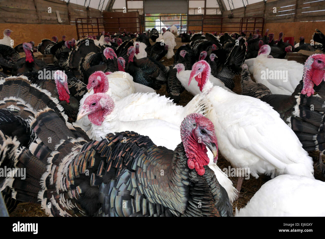 Flock of adult turkeys in barn on farm Stock Photo - Alamy