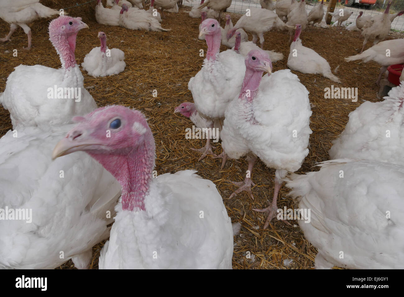 Flock of adult turkeys on farm Stock Photo - Alamy