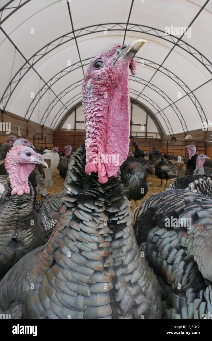 Flock of adult turkeys in barn on farm Stock Photo - Alamy