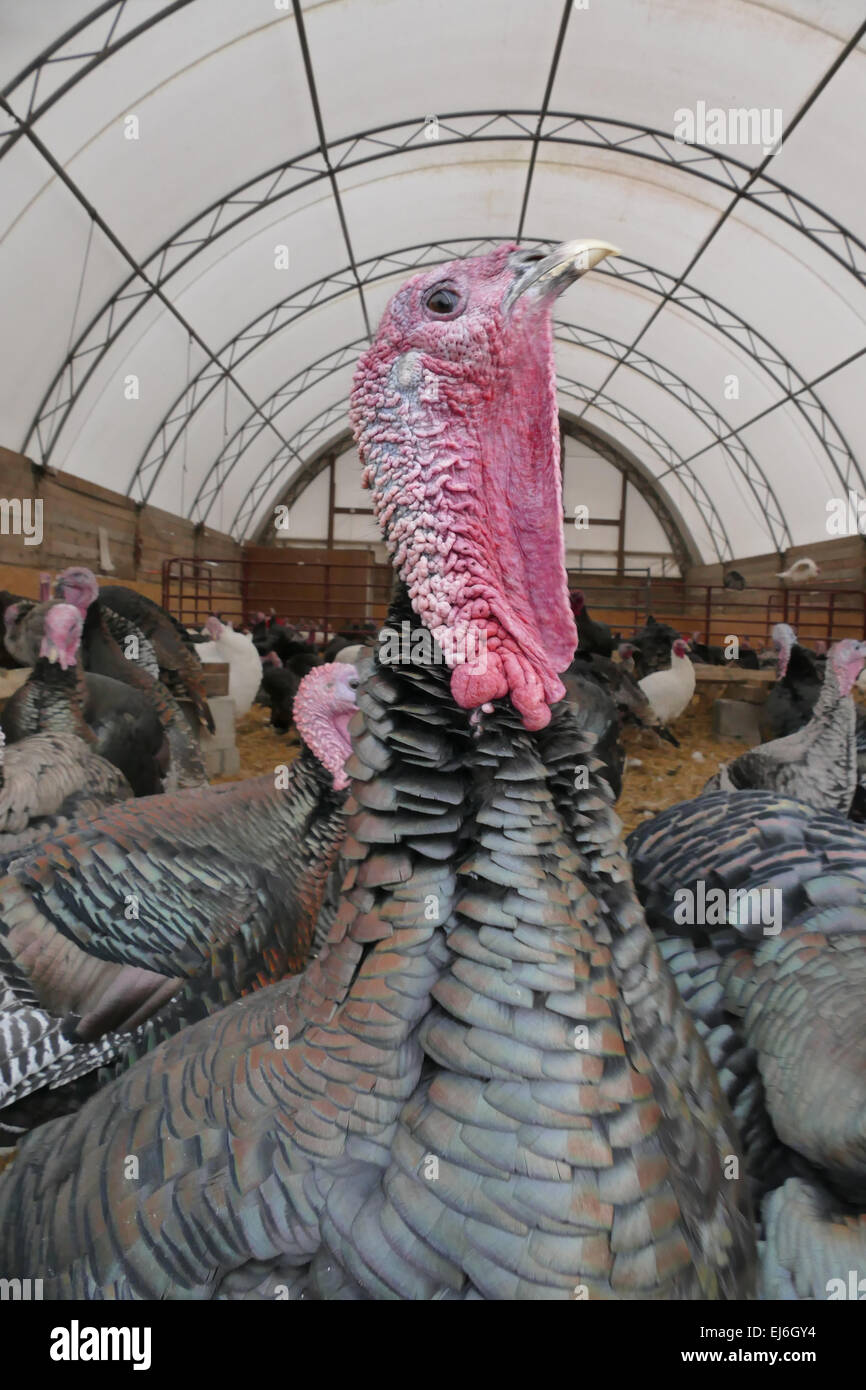 Flock of adult turkeys in barn on farm Stock Photo - Alamy