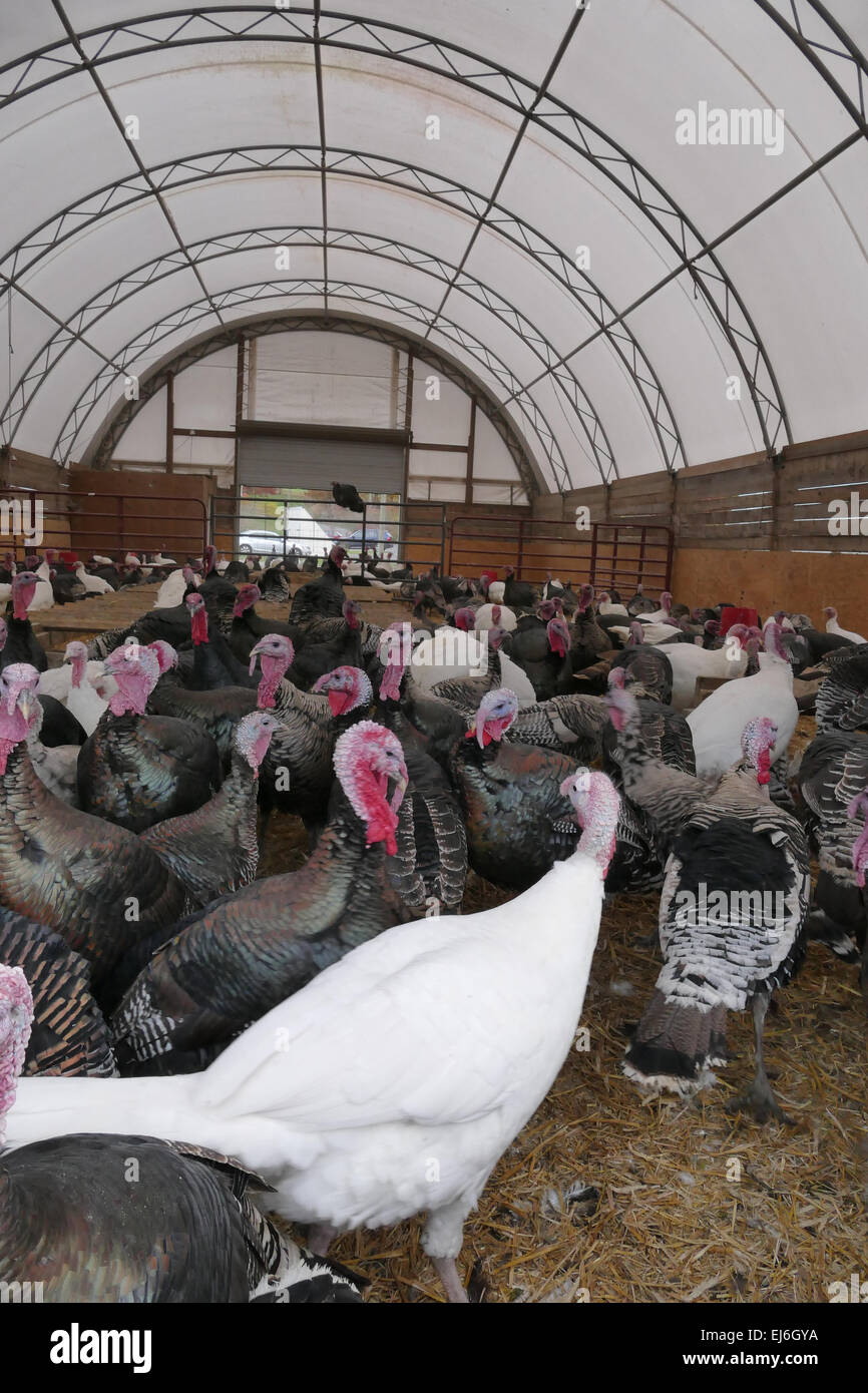Flock of adult turkeys in barn on farm Stock Photo - Alamy