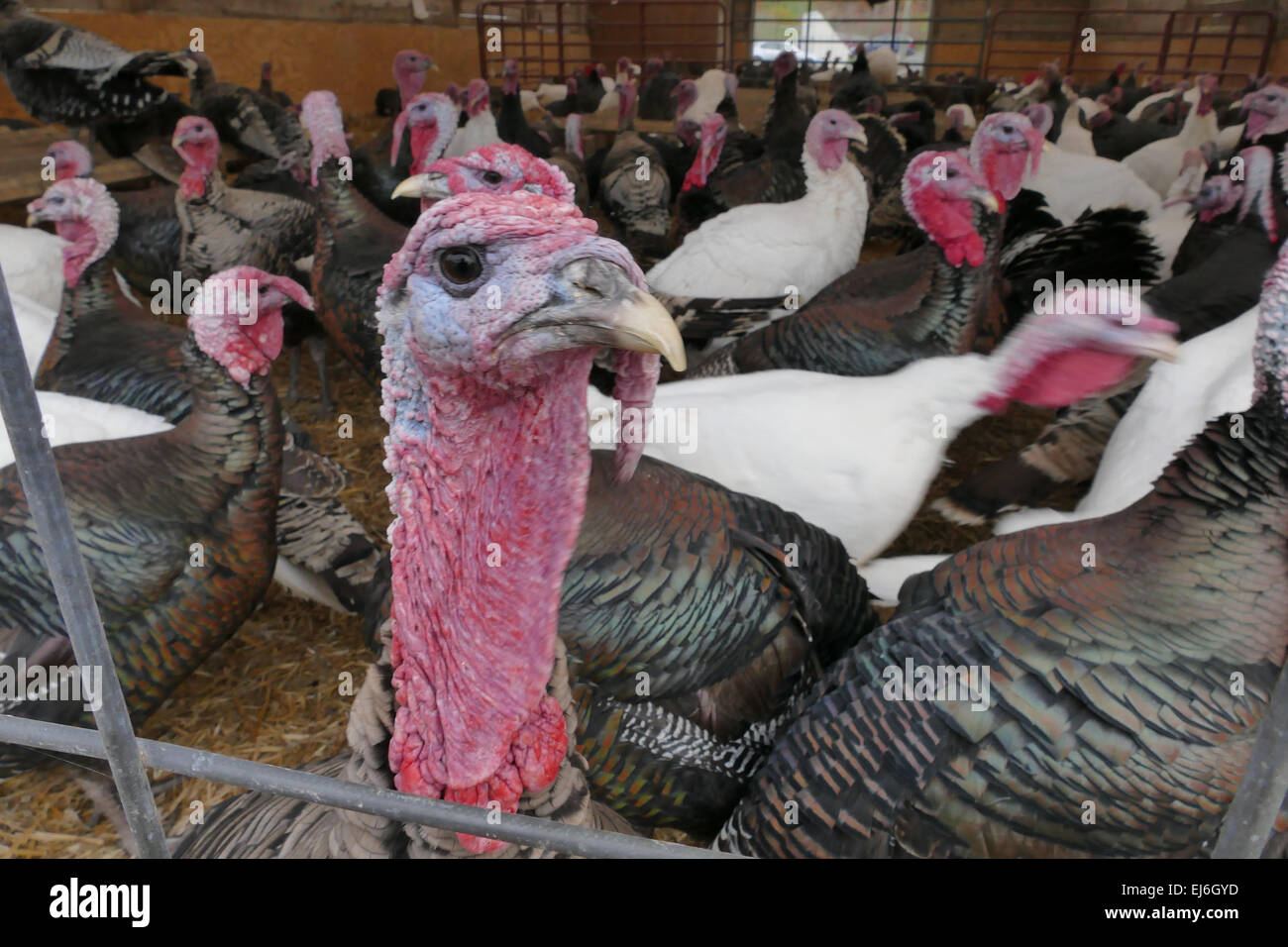 Flock of adult turkeys in barn on farm Stock Photo - Alamy