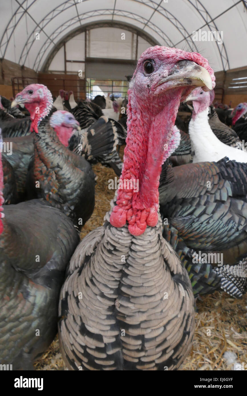 Wild turkey nest hi-res stock photography and images - Alamy