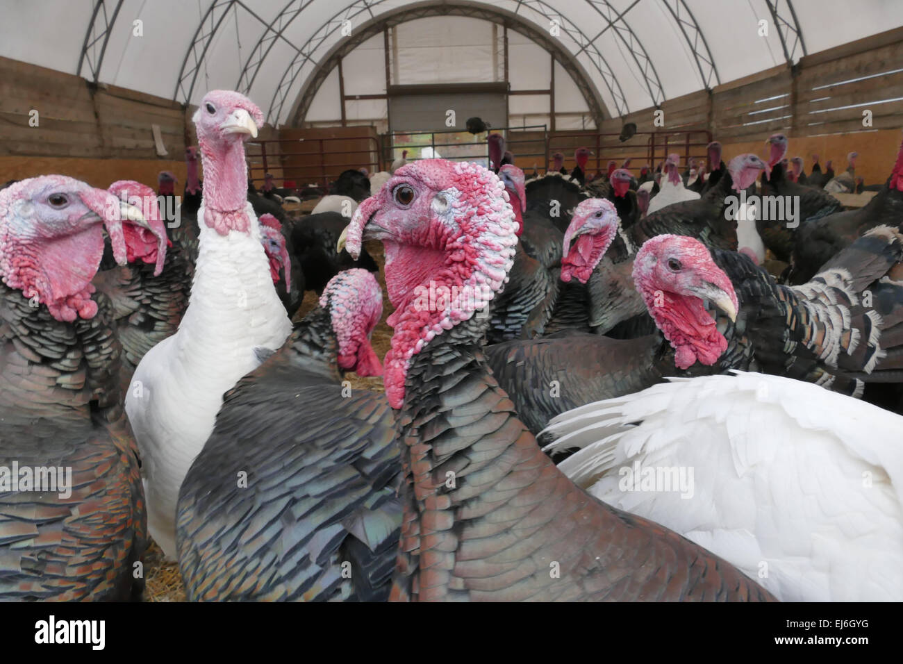 Three wild turkey hens hi-res stock photography and images - Alamy