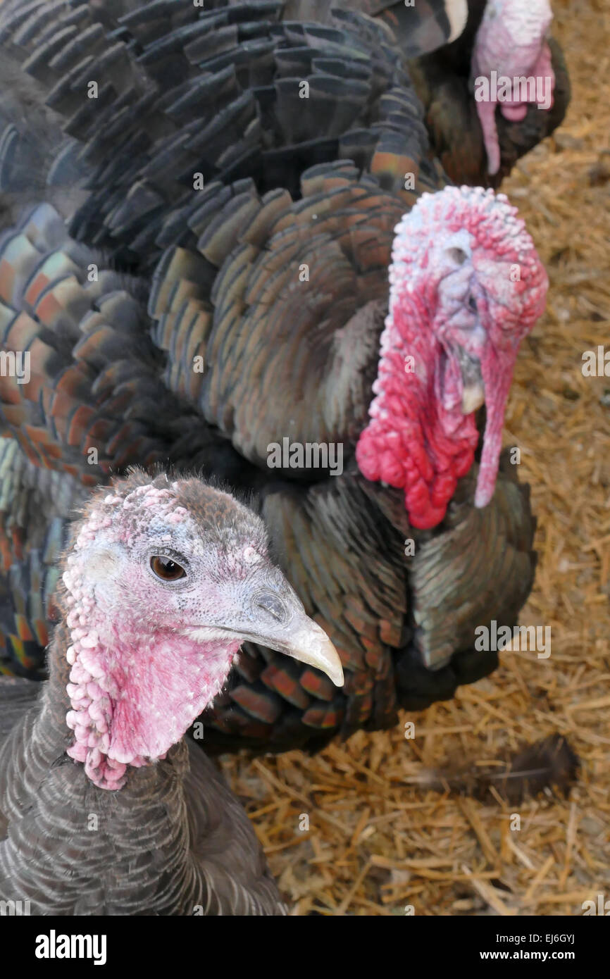 Mature turkeys on farm, close up Stock Photo - Alamy