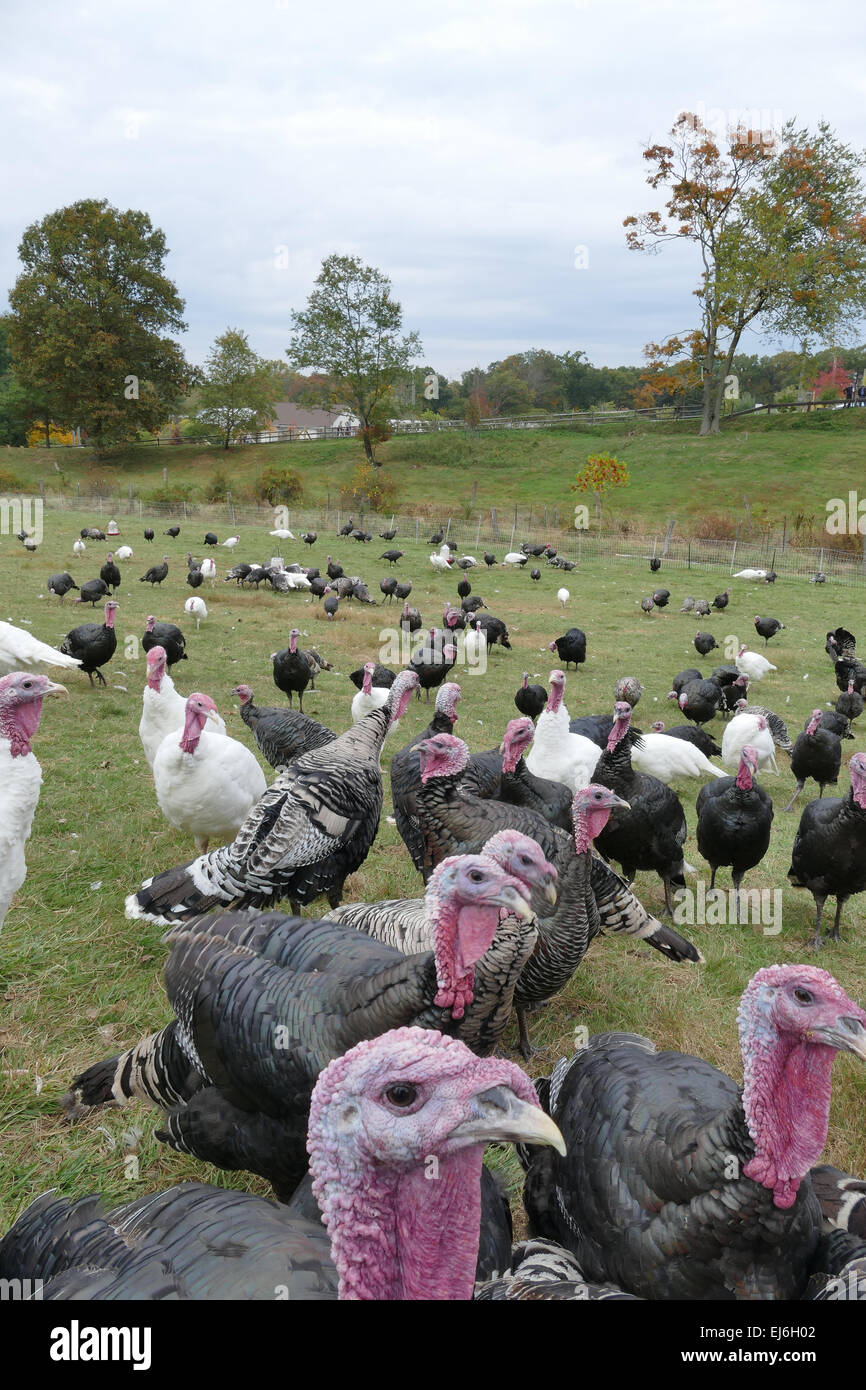 Flock of adult turkeys on farm Stock Photo - Alamy