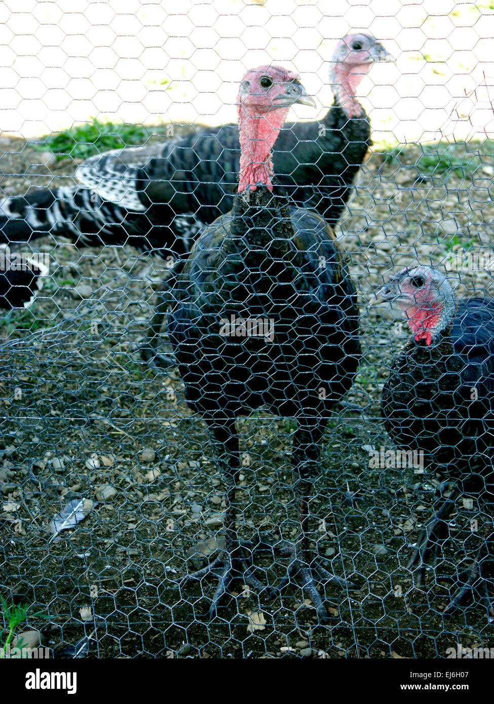 Turkeys on farm behind wire mesh fence Stock Photo - Alamy