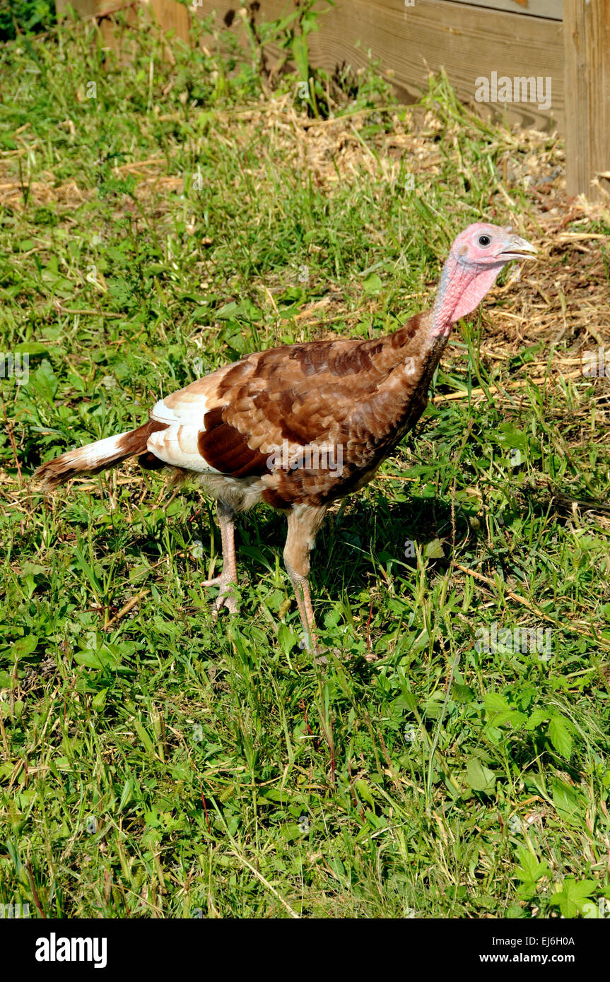 Turkey walking on farm Stock Photo - Alamy