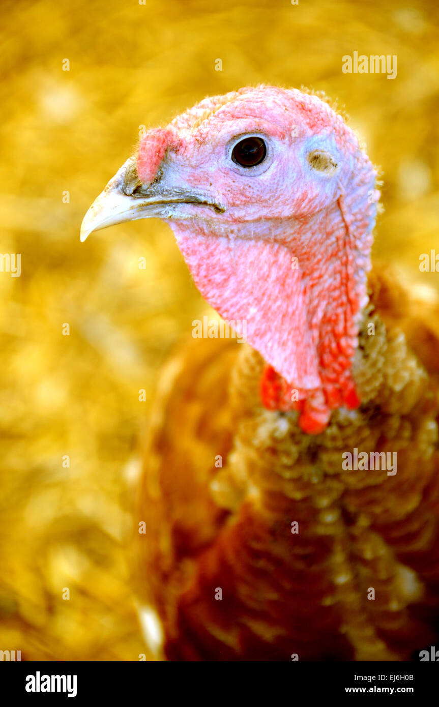 Close up of turkey in profile on farm Stock Photo - Alamy
