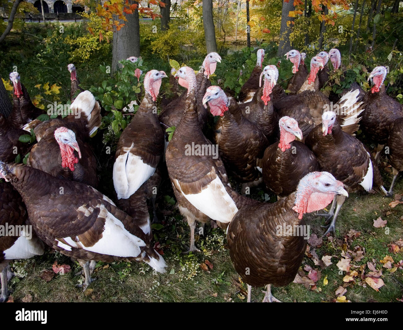 Three wild turkey hens hi-res stock photography and images - Alamy
