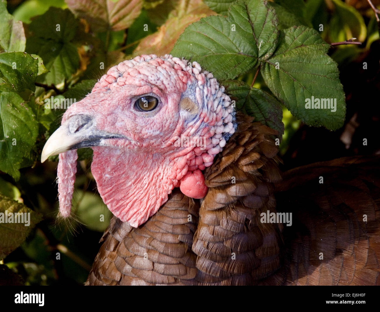 Close up of turkey in profile on farm Stock Photo - Alamy