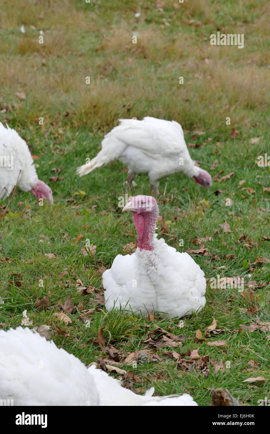 White turkeys on farm Stock Photo - Alamy