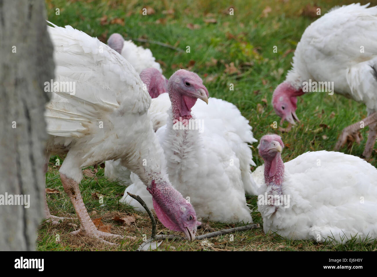 Group Of Wild Turkey Hens High Resolution Stock Photography and Images ...