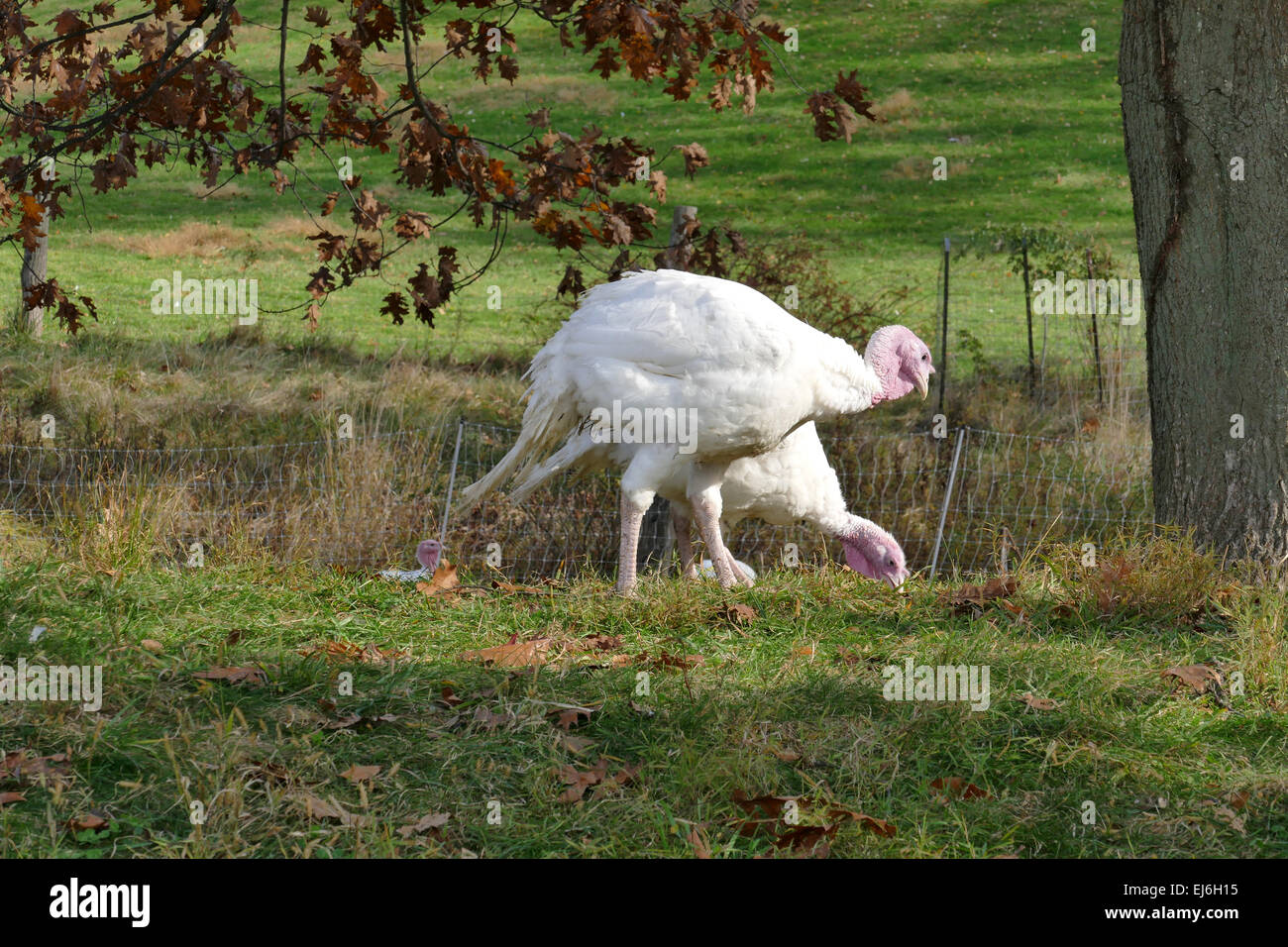 Two turkeys on the move on farm Stock Photo - Alamy