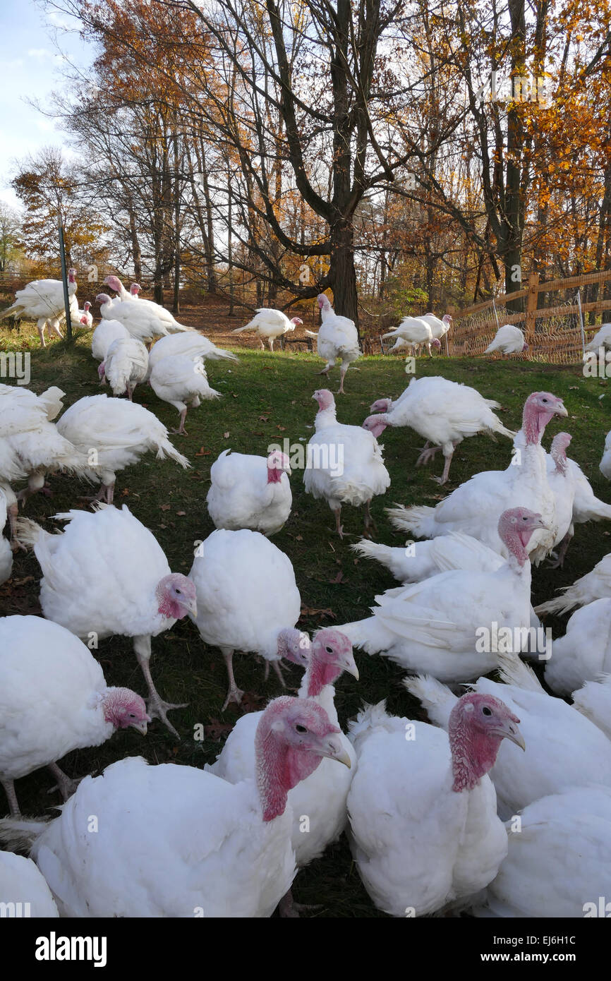 Flock of turkeys on farm Stock Photo - Alamy