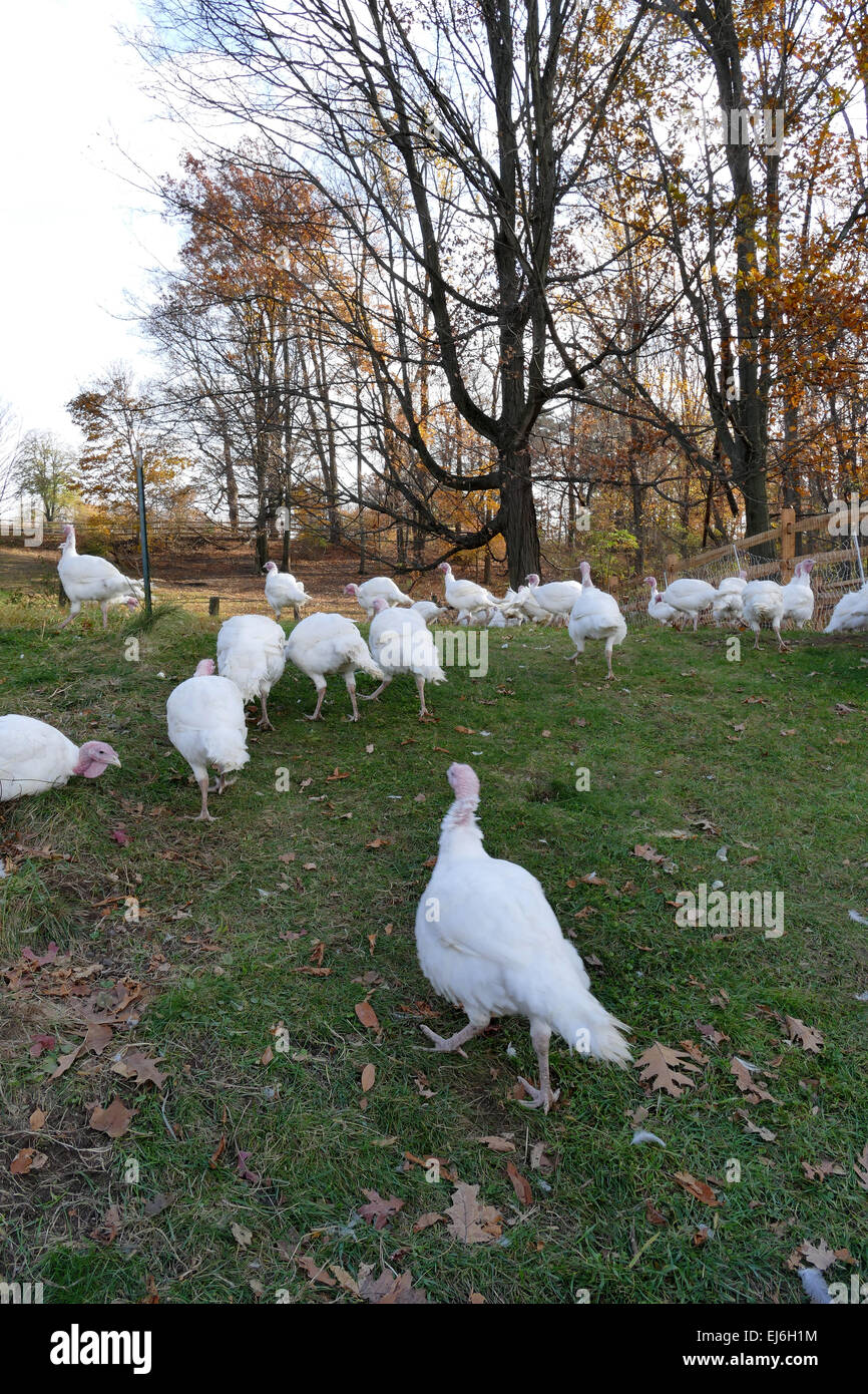 Flock of turkeys on farm Stock Photo - Alamy