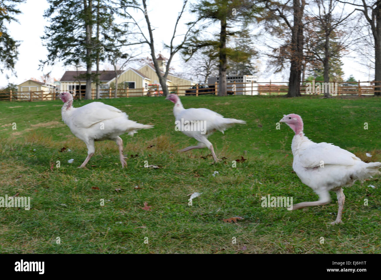 Three turkeys on the move on farm Stock Photo - Alamy
