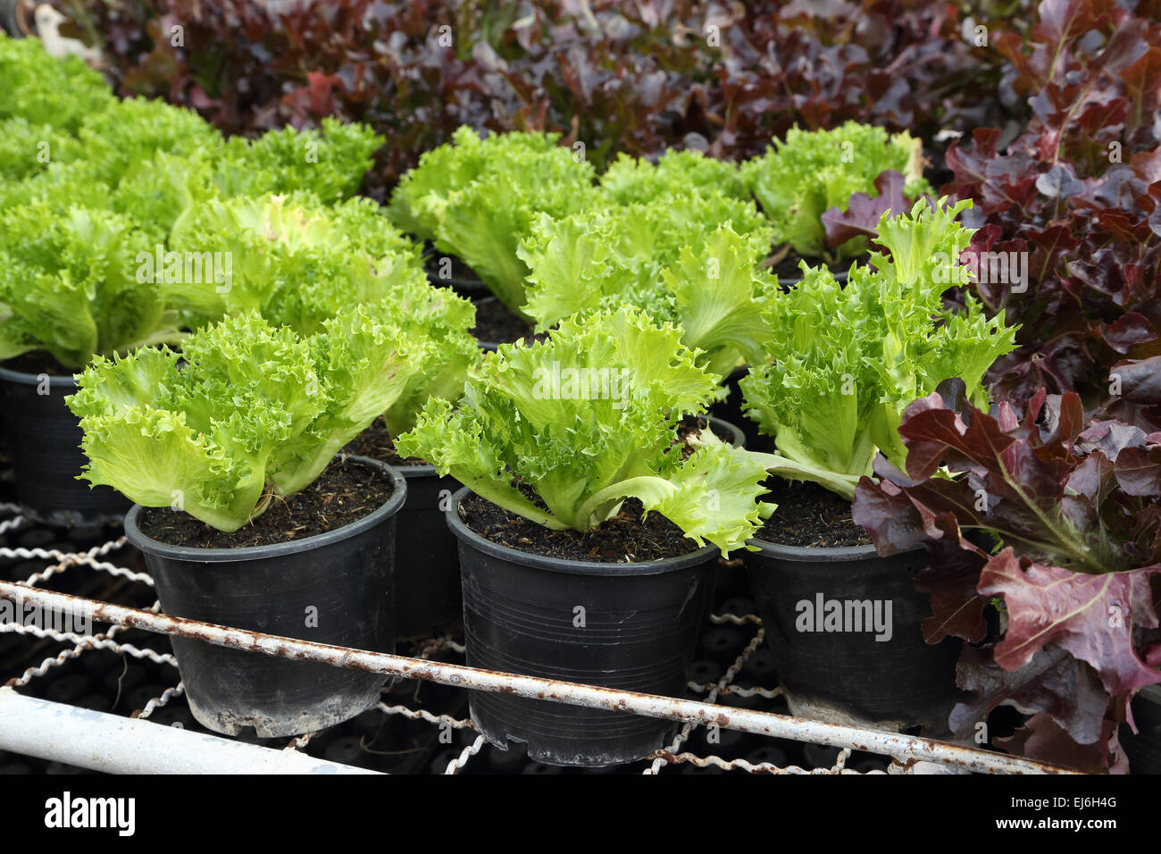 green oak, red oak are grown in pot Stock Photo - Alamy