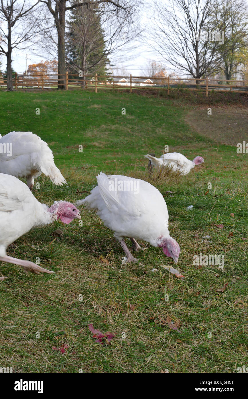 Four white turkeys feeding on farm Stock Photo - Alamy