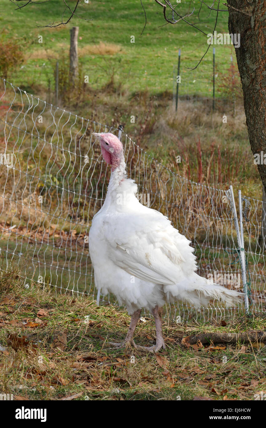 Young white turkey walking on farm Stock Photo - Alamy