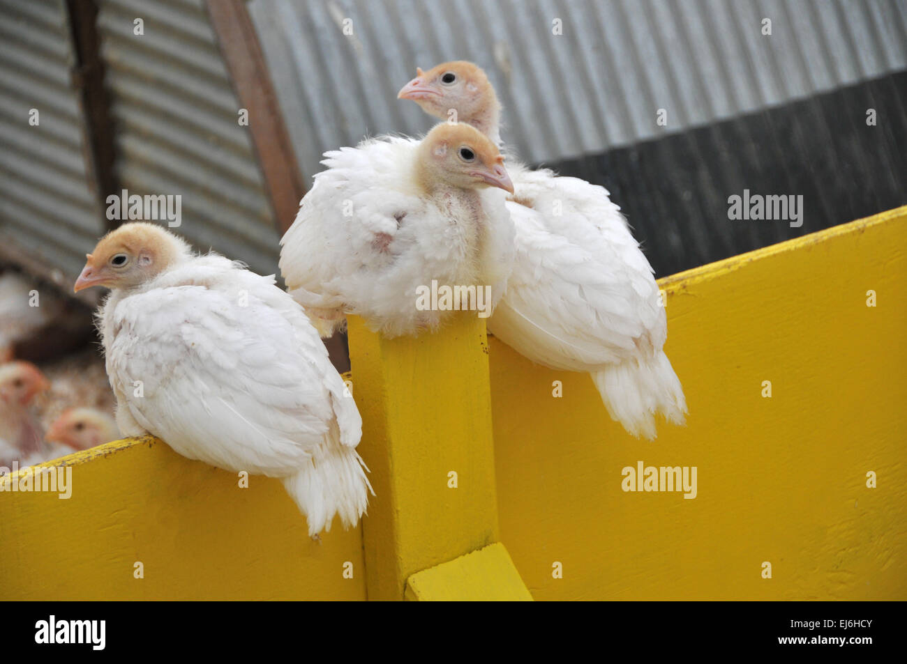 Three young turkeys perching on wall of farm Stock Photo - Alamy