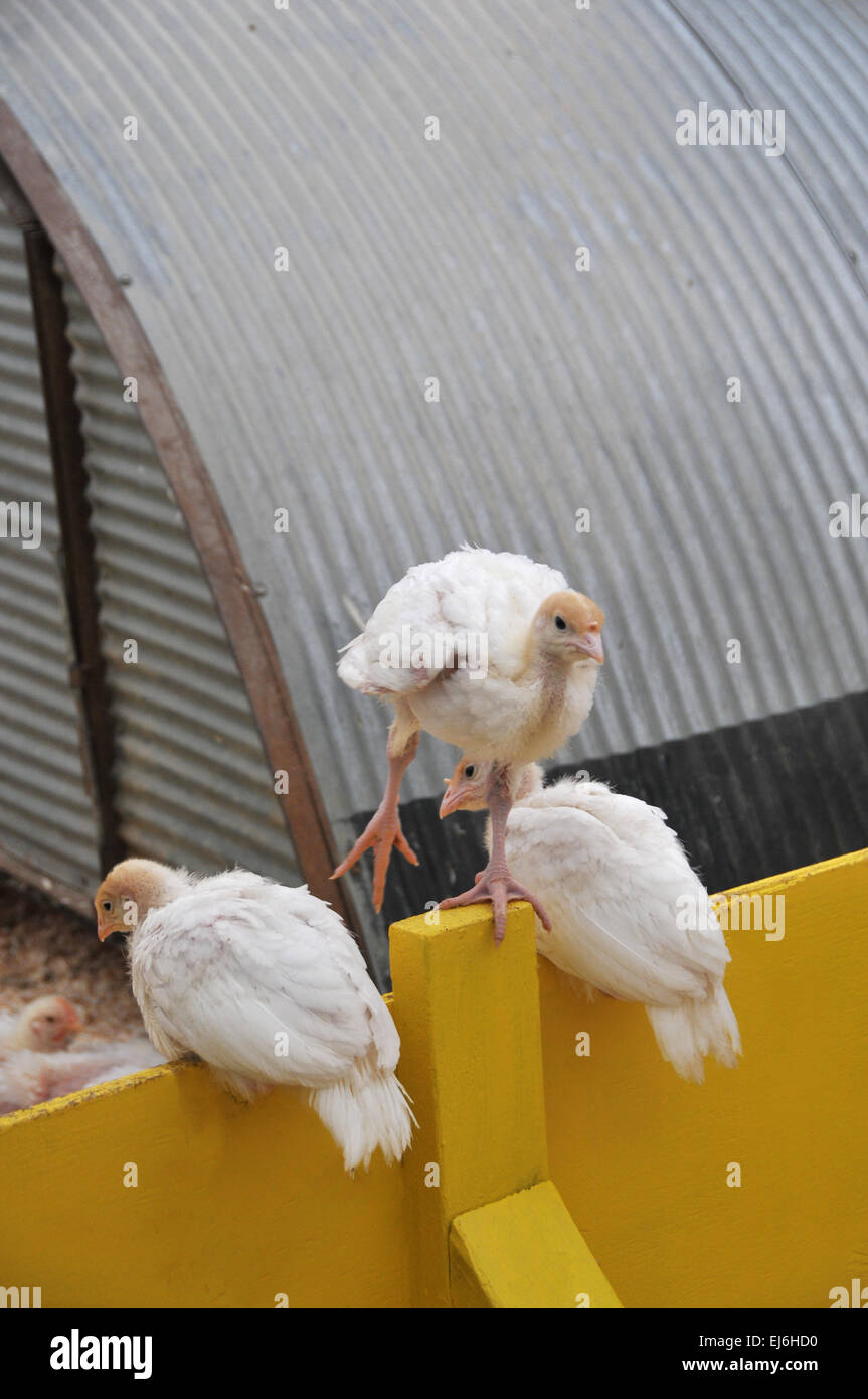 Three young turkeys perching on wall of farm Stock Photo - Alamy