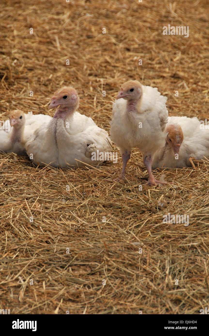 Young Turkeys Stock Photos & Young Turkeys Stock Images - Alamy