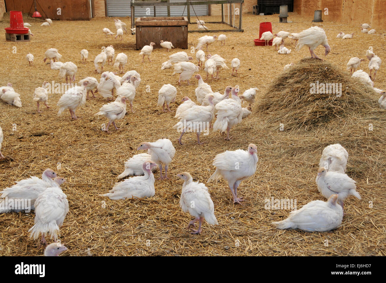 Young turkeys hi-res stock photography and images - Alamy
