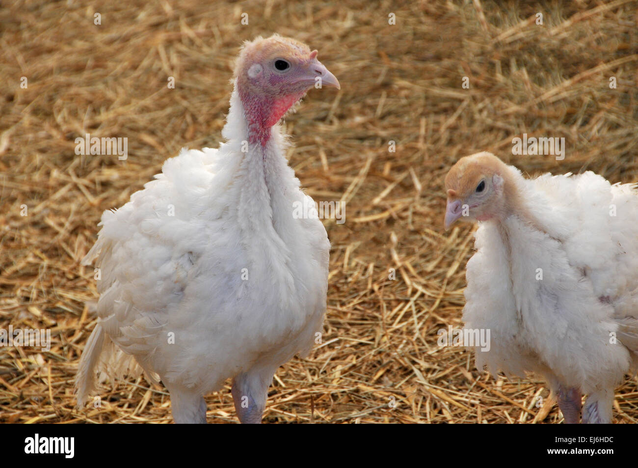 Two young turkeys on straw in farm Stock Photo - Alamy